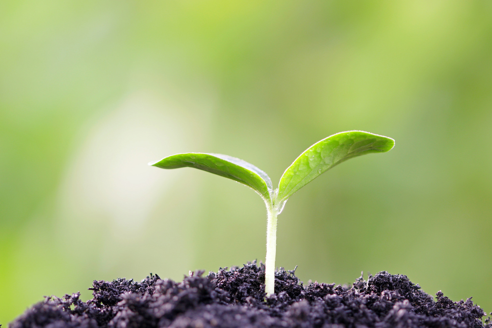 Agronomie - Nouvelles pratiques - Asfona